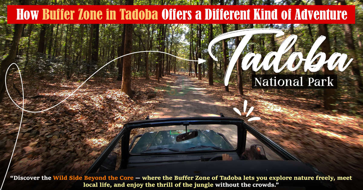 How Buffer Zone in Tadoba Offers a Different Kind of Adventure