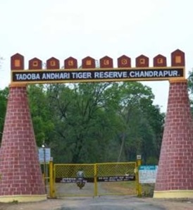 Which Gate in Tadoba Has a High Chance of Tiger Sightings?
