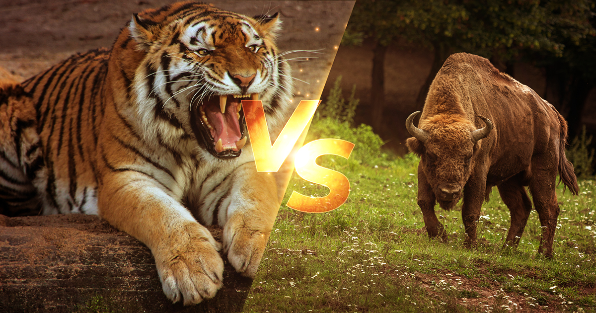 When Tiger and Gaur came face to face in Tadoba National Park, what ...