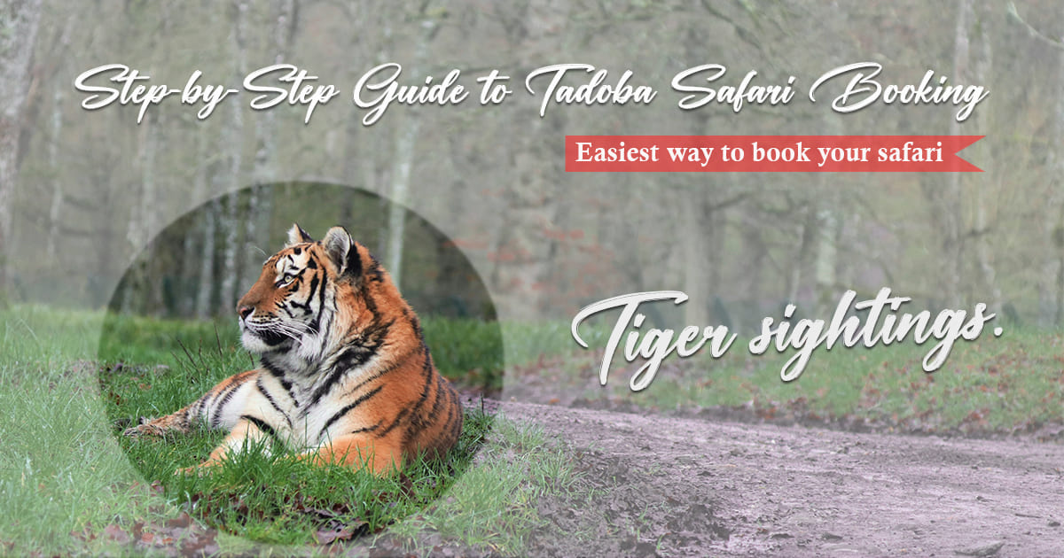 Your Ultimate Step-by-Step Guide to Tadoba Safari Booking