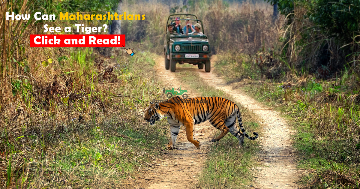How Can Maharashtrians See a Tiger? Click and Read!