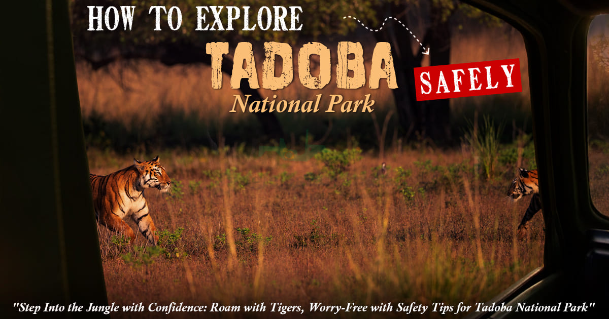 How To Explore Tadoba National Park Safely