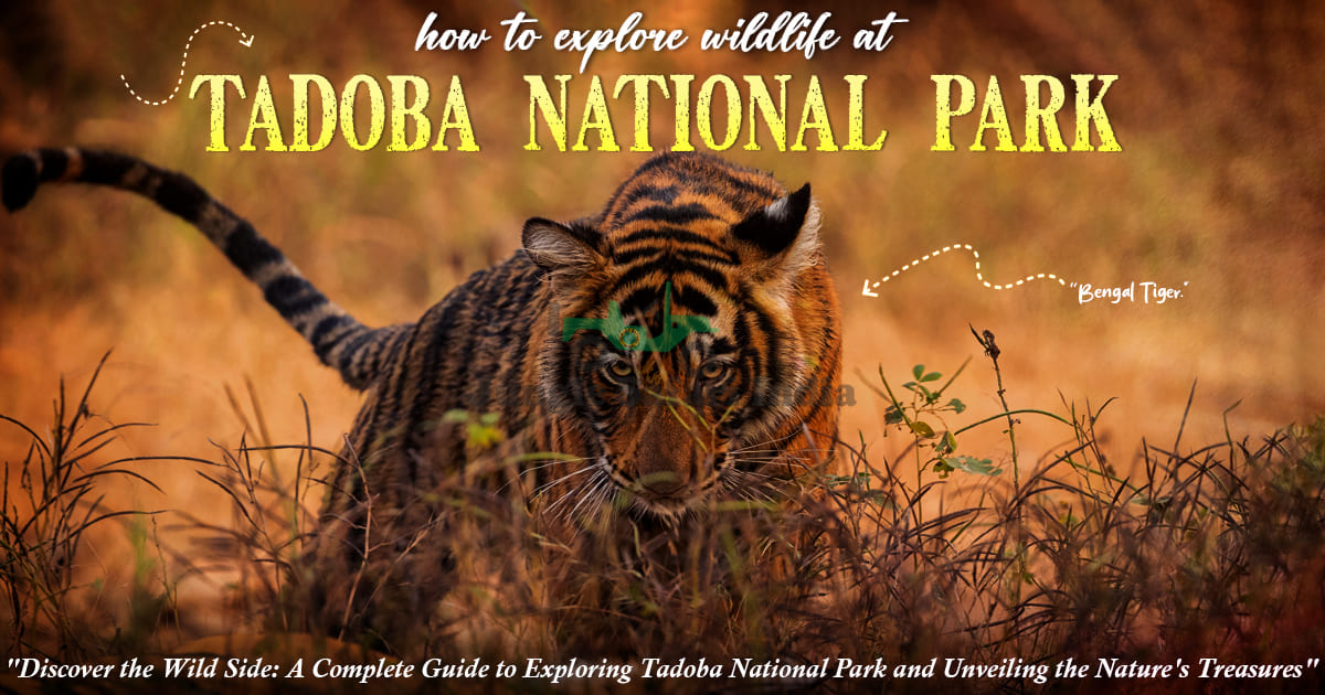 How To Explore Wildlife At Tadoba National Park