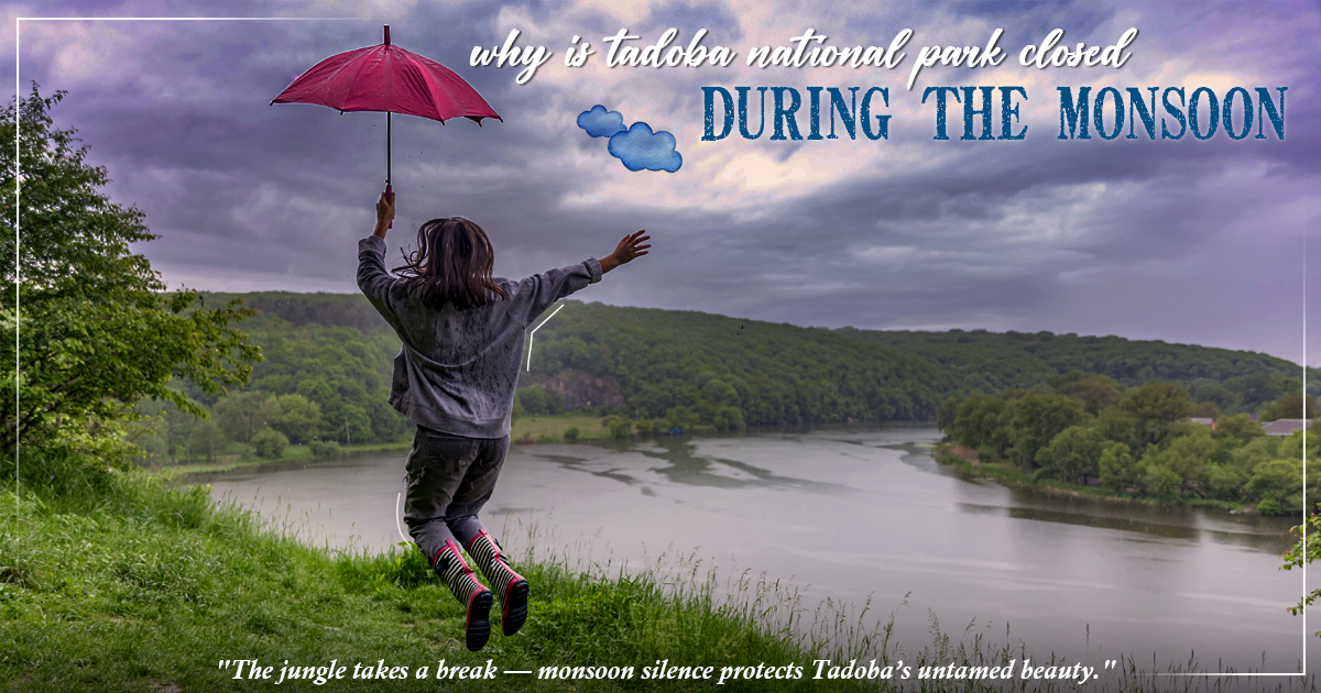 Why Is Tadoba National Park Closed During The Monsoon?