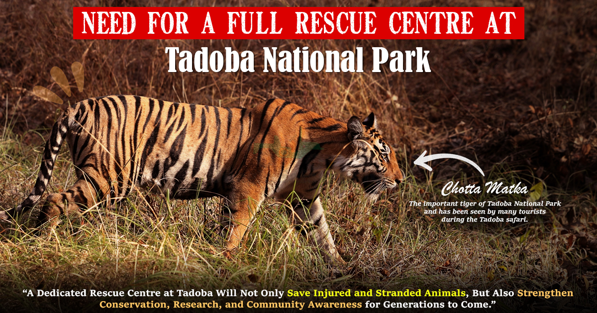Need For A Full Rescue Centre At Tadoba National Park