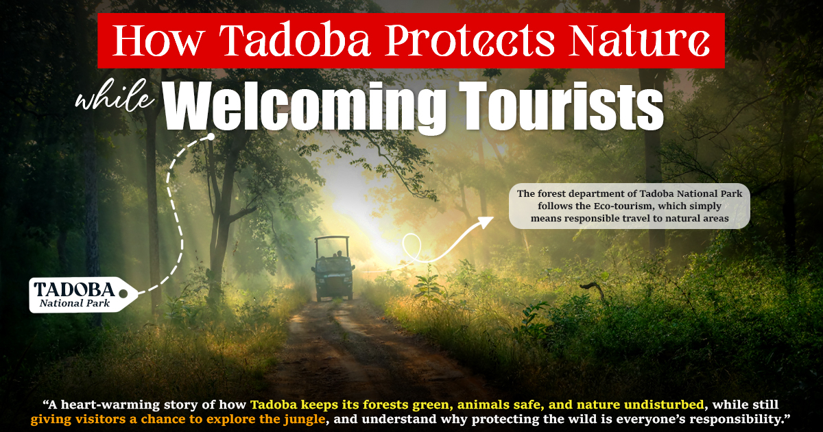 How Tadoba Protects Nature While Welcoming Tourists