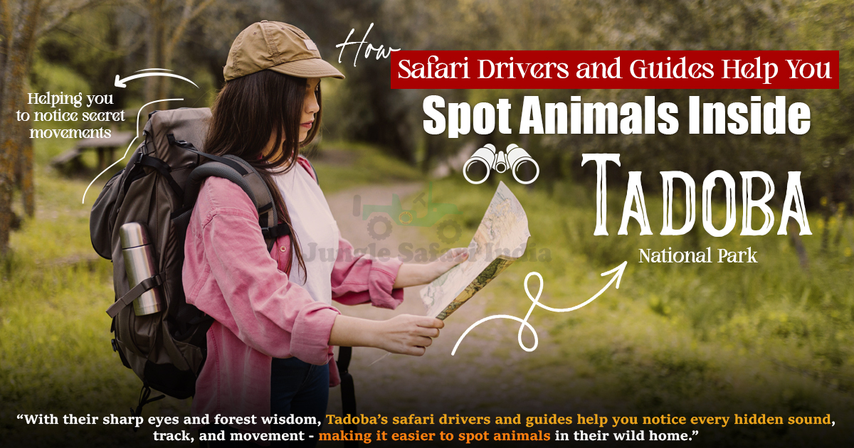 How Safari Drivers and Guides Help You Spot Animals Inside Tadoba
